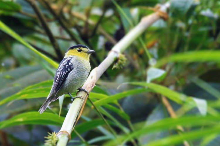 The Best Costa Rican Bird Photographers - Birdwatching in Costa Rica