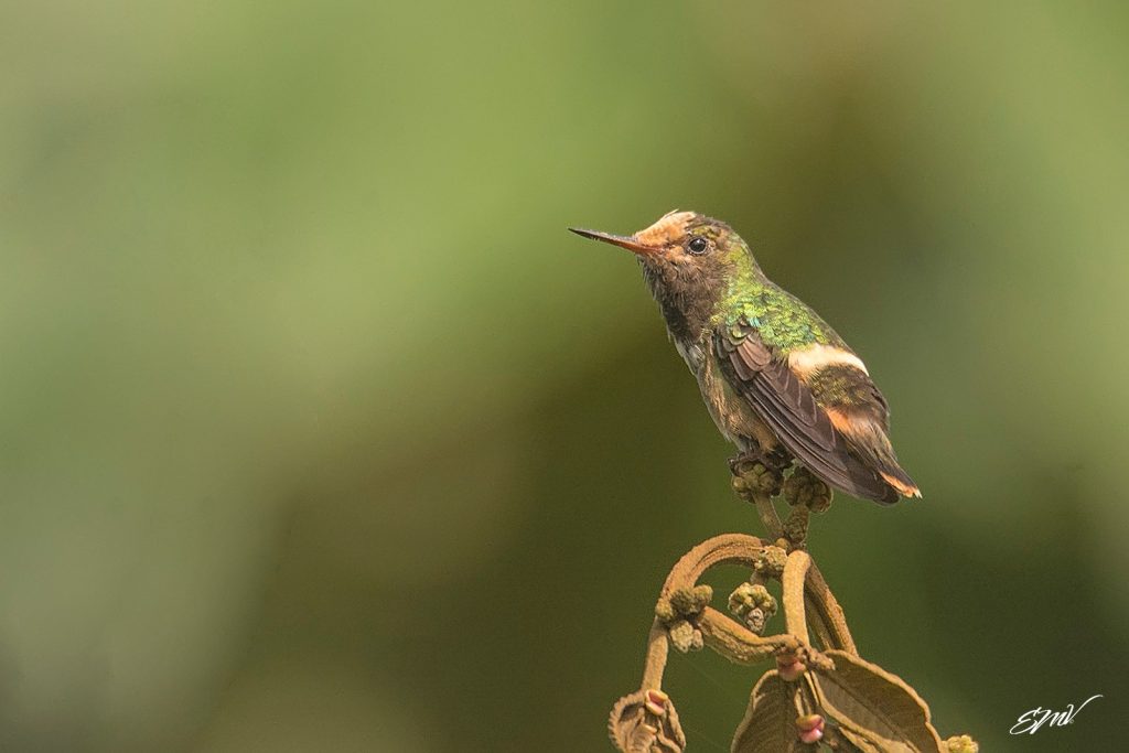 III Edición Concurso Fotográfico de Aves: Tema Colibríes de Costa Rica ...