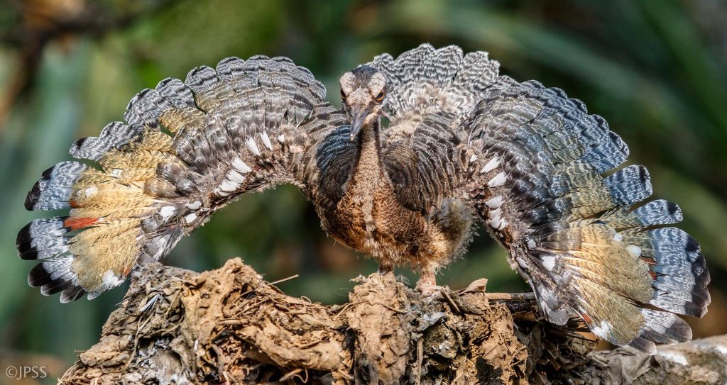 Los mejores fotógrafos de aves de Costa Rica en 2017 - Birdwatching in ...