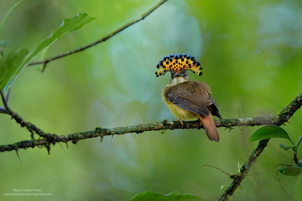 Los mejores fotógrafos de aves de Costa Rica en 2017 - Birdwatching in ...