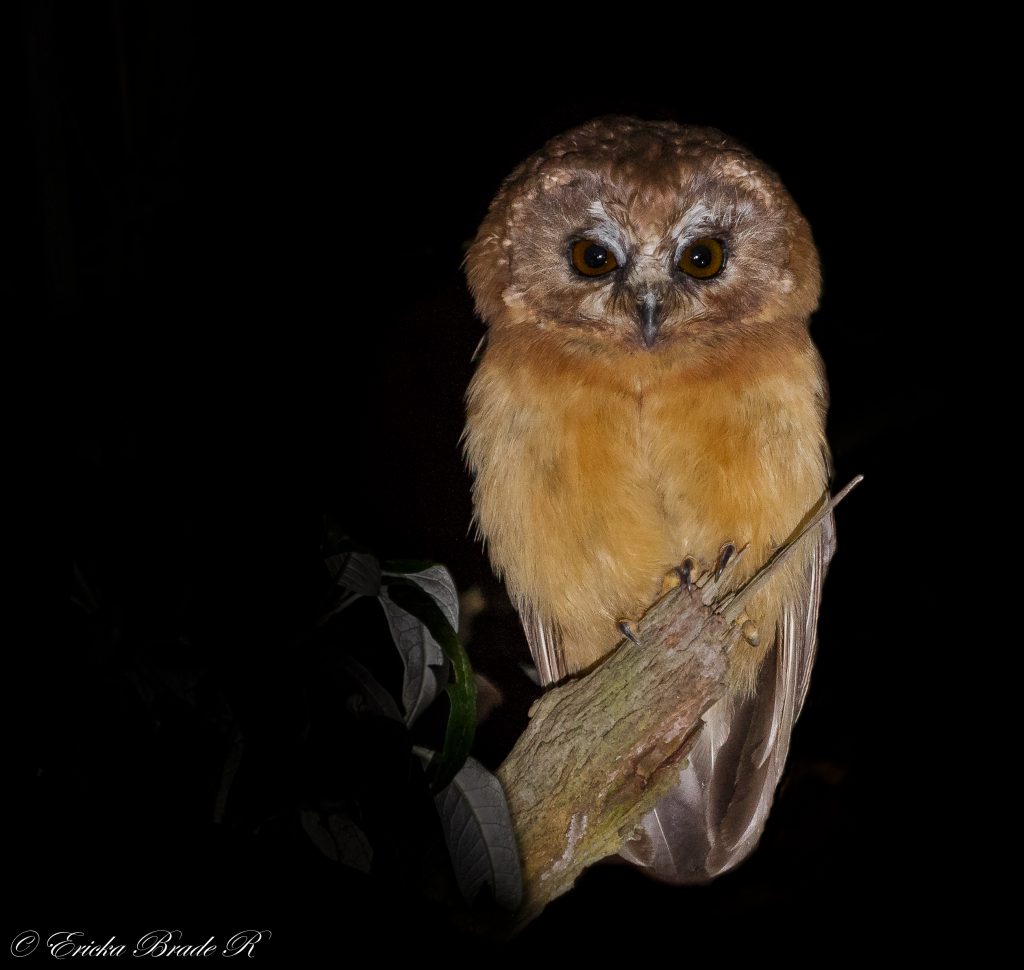 Los mejores fotógrafos de aves de Costa Rica en 2017 - Birdwatching in ...